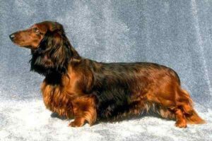 Raza Teckel - Características y Carácter | CurioSfera-Animales.com