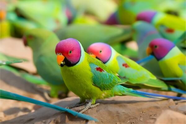 Cotorra Asiática | Cómo es la cotorra de cabeza ciruela