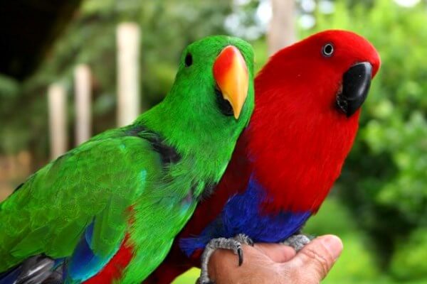 Loro Eclecto | Características del loro eclecto