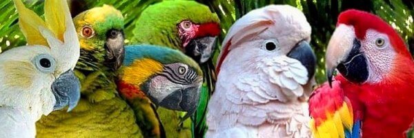 Aves exóticas | Características de las aves exóticas