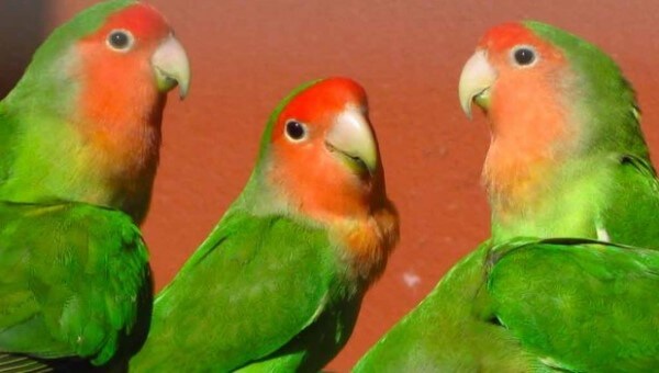 Agapornis Roseicollis | Características inseparable de Namibia