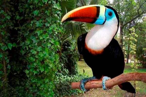 Cómo es el tucán | Características del tucán | Qué come el tucán