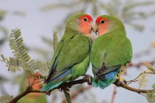 Agapornis Roseicollis | Características inseparable de Namibia