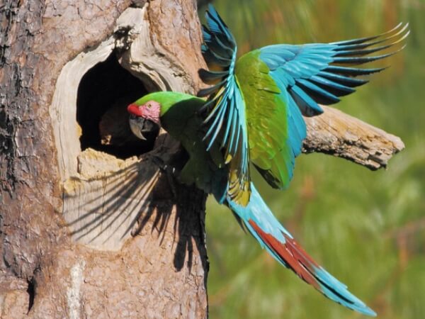 Guacamayo militar | Características del guacamayo militar