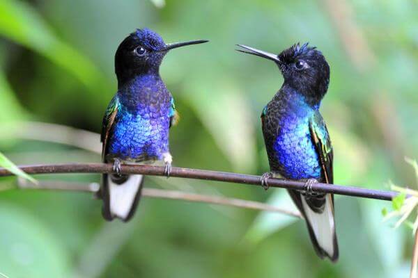 Cómo es el colibrí | Características del colibrí, tucusitos o picaflor