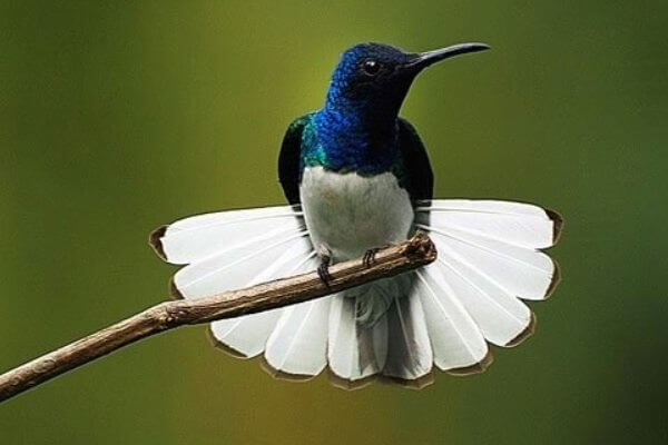 Cómo es el colibrí | Características del colibrí, tucusitos o picaflor