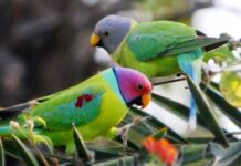 La Cotorra - Cuidados, Alimentación y Características ️