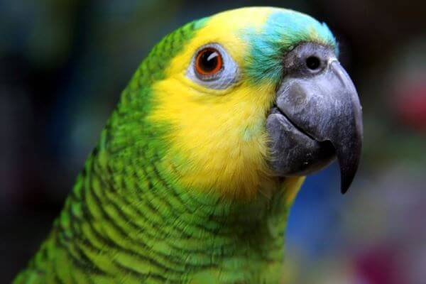 Loro del Amazonas | Características loro amazona de frente azul