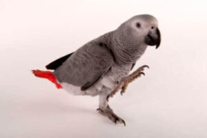 Loro Gris o Yaco | Características yaco o loro gris