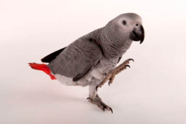 Loro Gris o Yaco | Características yaco o loro gris