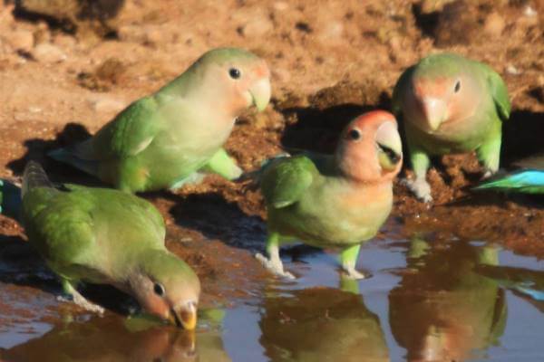 Agapornis Roseicollis | Características inseparable de Namibia
