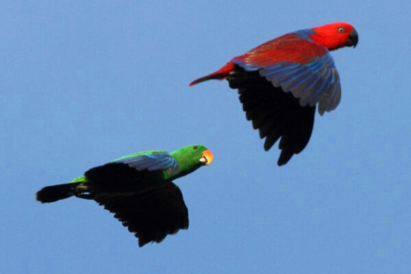 Loro Eclecto | Características del loro eclecto