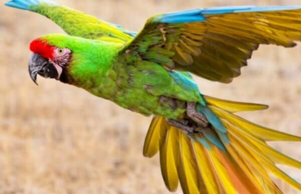 Guacamayo militar | Características del guacamayo militar