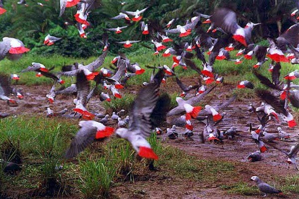 Loro Gris o Yaco | Características yaco o loro gris