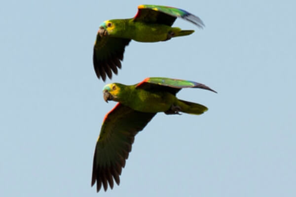 Loro del Amazonas | Características loro amazona de frente azul