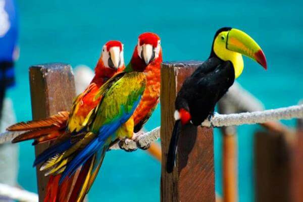 Aves exóticas | Características de las aves exóticas