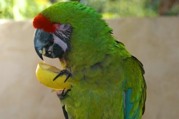 Guacamayo militar | Características del guacamayo militar