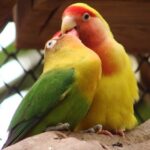 Agapornis Roseicollis (Inseparable de Namibia) ️