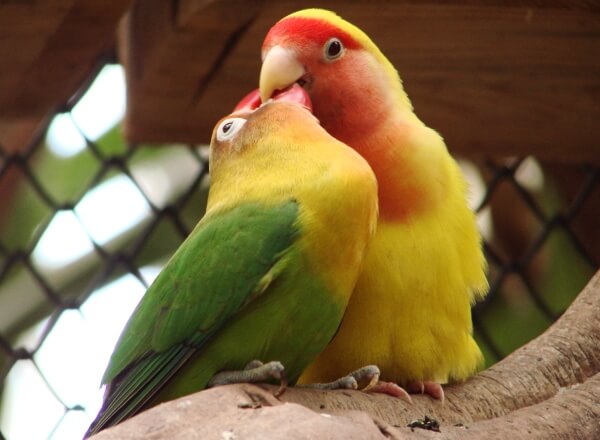 Agapornis Roseicollis | Características inseparable de Namibia