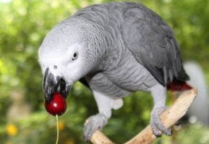Loro Gris o Yaco | Características yaco o loro gris