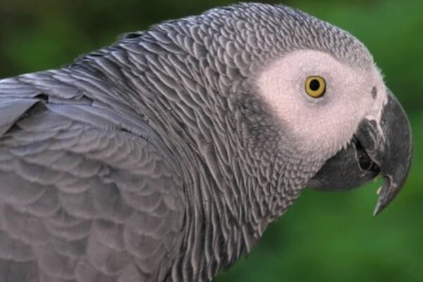 Loro Gris o Yaco | Características yaco o loro gris