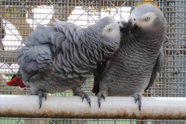 Loro Gris o Yaco | Características yaco o loro gris