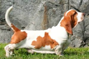 Raza Basset Hound - Características y Carácter ️