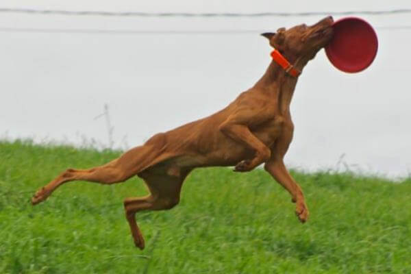 Raza Vizsla o Braco Húngaro | Carácter braco húngaro o vizsla