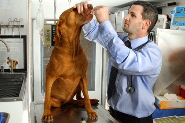 Raza Vizsla o Braco Húngaro | Carácter braco húngaro o vizsla
