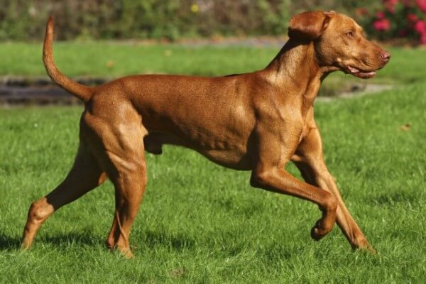 Raza Vizsla o Braco Húngaro - Características y Salud ️