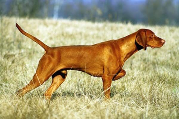 Raza Vizsla o Braco Húngaro - Carácter, Cuidados y Características ️