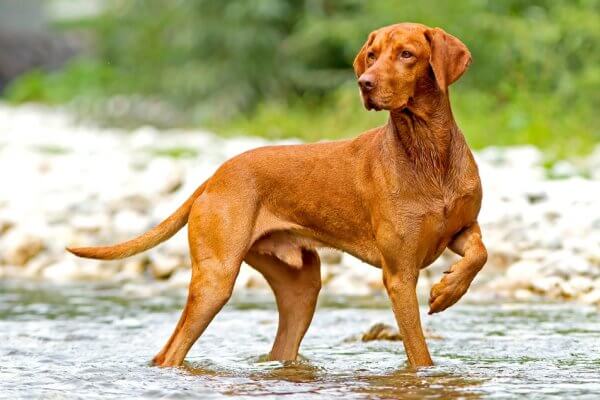 Raza Vizsla o Braco Húngaro | Carácter braco húngaro o vizsla