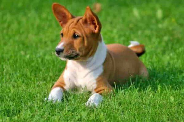 Raza Basenji | Características | Carácter | CurioSfera-Animales