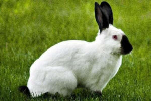 Razas de Conejos - Características | CurioSfera-Animales