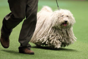 Raza perro Puli | Características y Carácter Puli