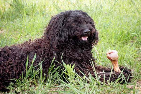 Raza perro Puli | Características y Carácter Puli