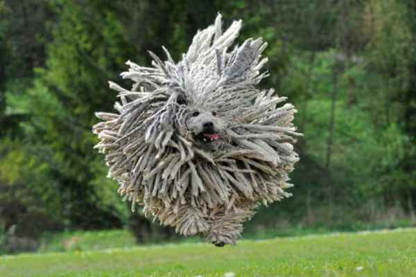 Raza perro Puli | Características y Carácter Puli