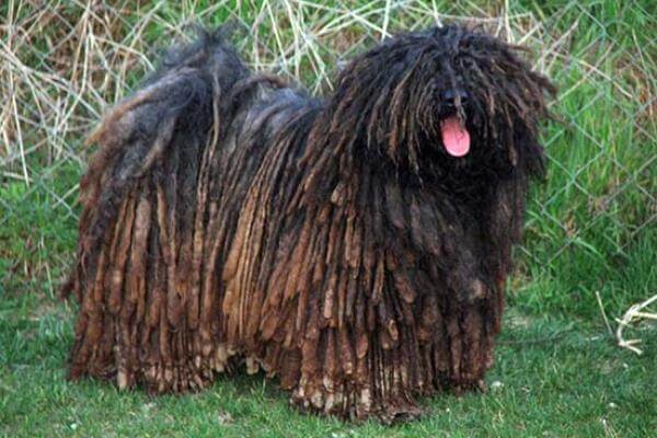 Raza perro Puli | Características y Carácter Puli