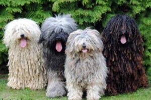 Raza perro Puli | Características y Carácter Puli