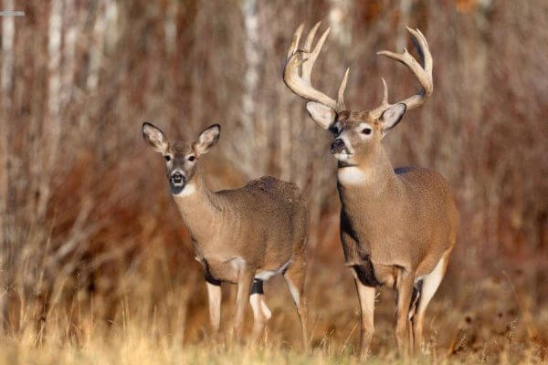 Cómo es el ciervo | Características del ciervo común o venado