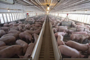 Cómo es un establo | Características del establo