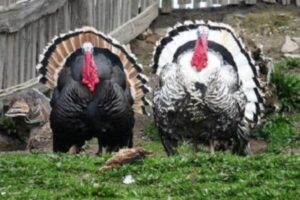 Cómo es el pavo | Características del pavo