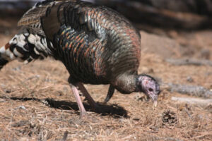 Cómo es el pavo | Características del pavo