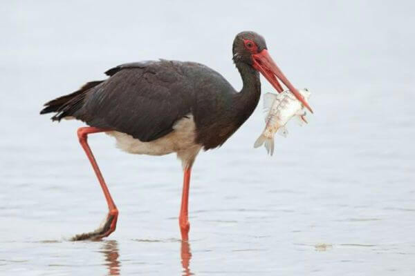 La Cigüeña - Hábitat, Reproducción y Características ️