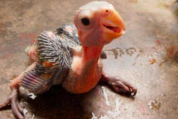 Cómo hacer criar loros | Consejos para criar un loro