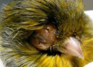 Canario - Artículos Educativos ️CurioSfera Animales