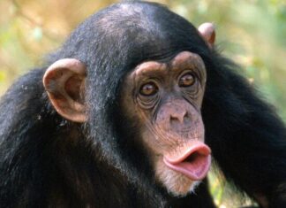 Chimpancé - Artículos Educativos - CurioSfera Animales ️