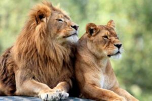 Cómo es el león | Características del león