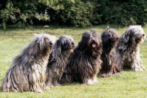 Raza perro Pastor Bergamasco | Carácter Pastor bergamasco