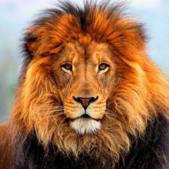 Cómo es el león | Características del león